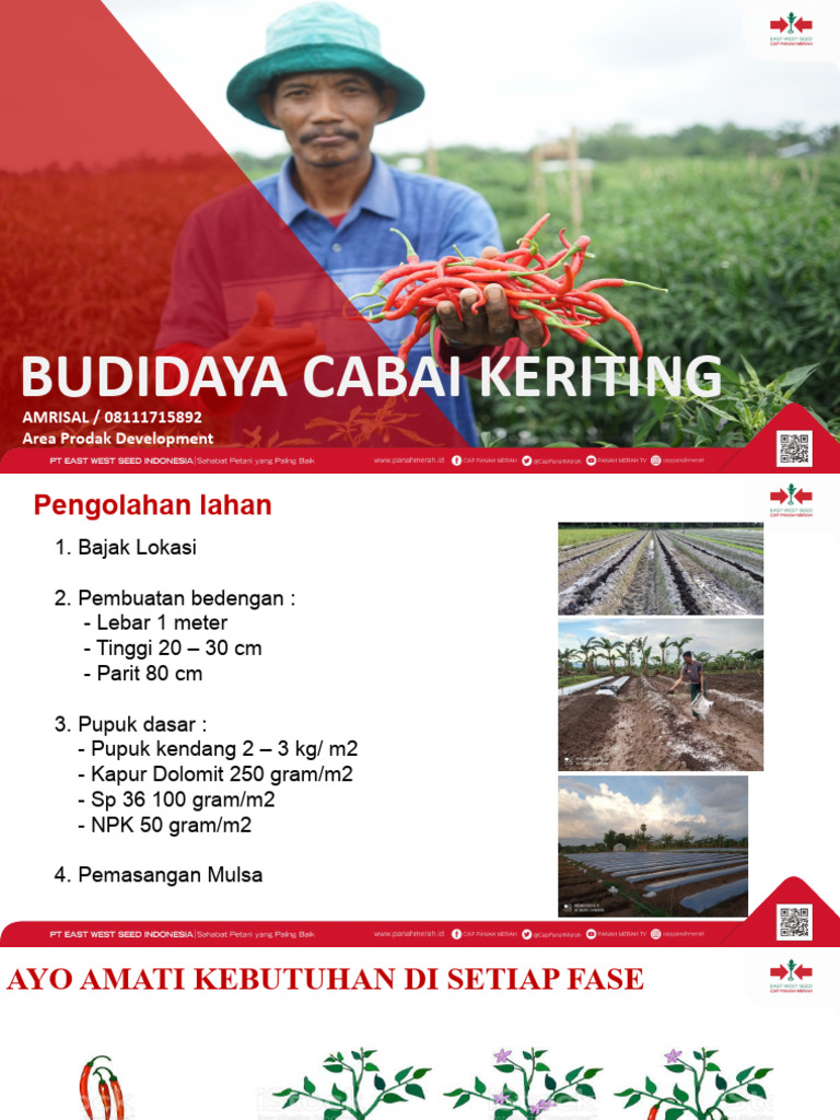 BUDIDAYA CABE | PDF