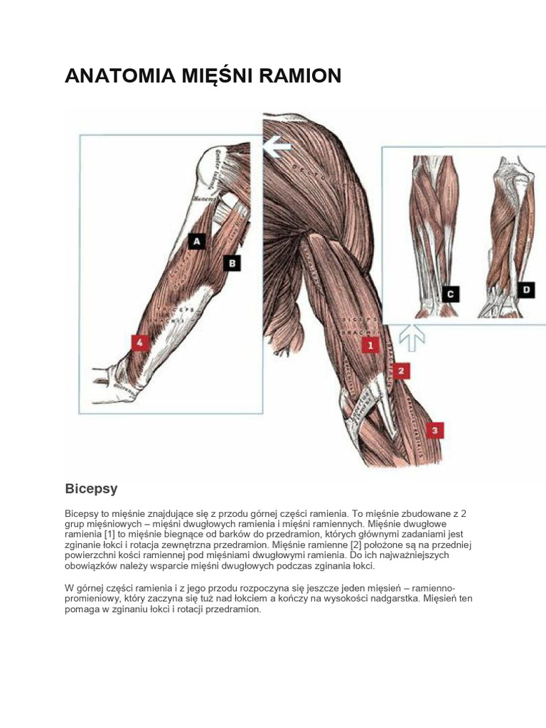 7 Najlepszych Ćwiczeń Na Ramiona | PDF