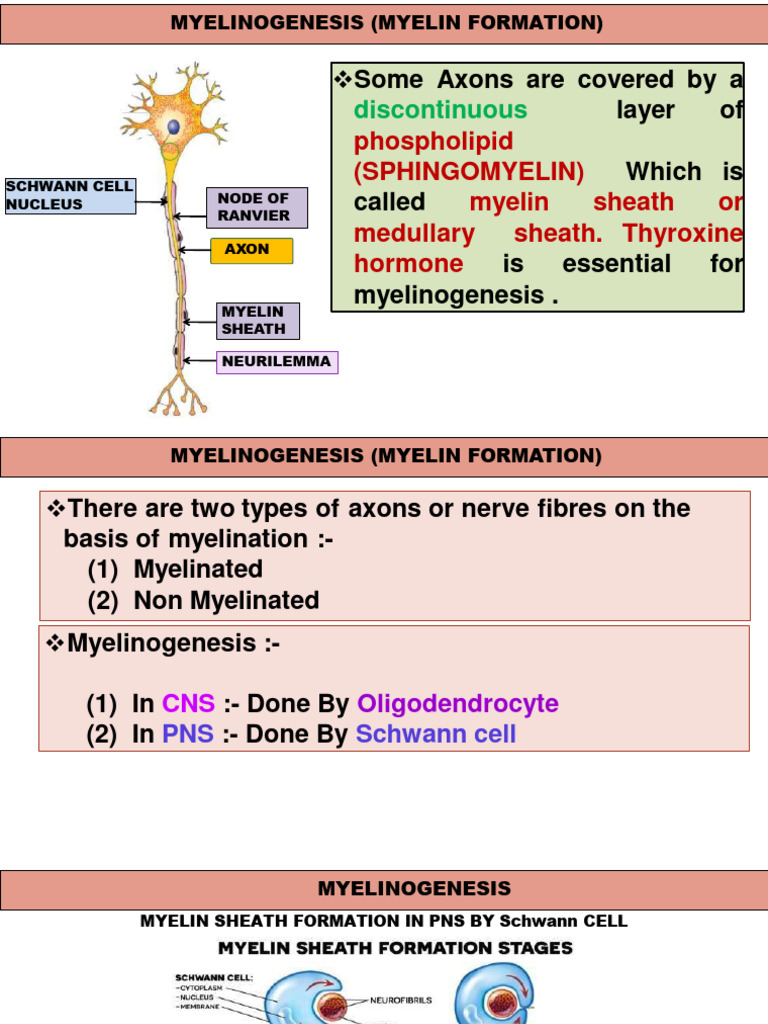 Myelinogenesis in PNS by Schwann Cells | PDF