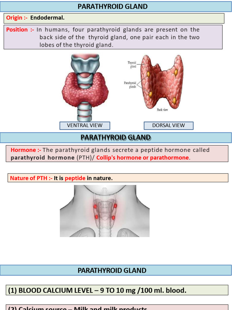 Endocrine System DR Yogesh Swami 3 | PDF | Parathyroid Gland | Glands