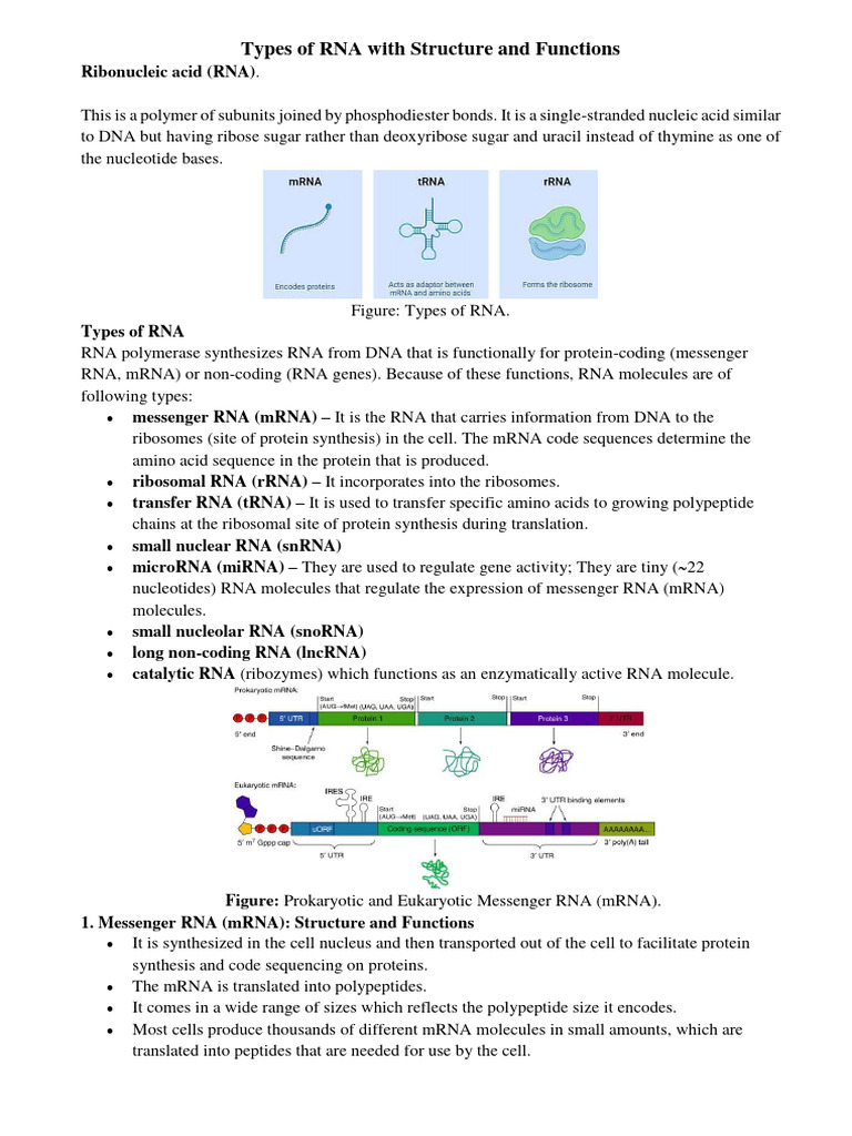 Types of RNA | PDF