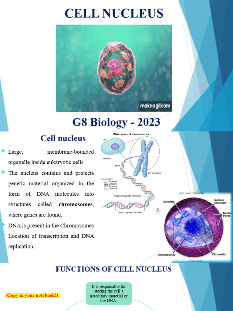 1. Cell Nucleus | PDF