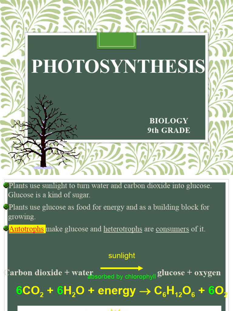 1. photosynthesis | PDF