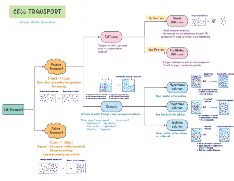 Diffusion, Active Transport and Osmosis Mind Map | PDF