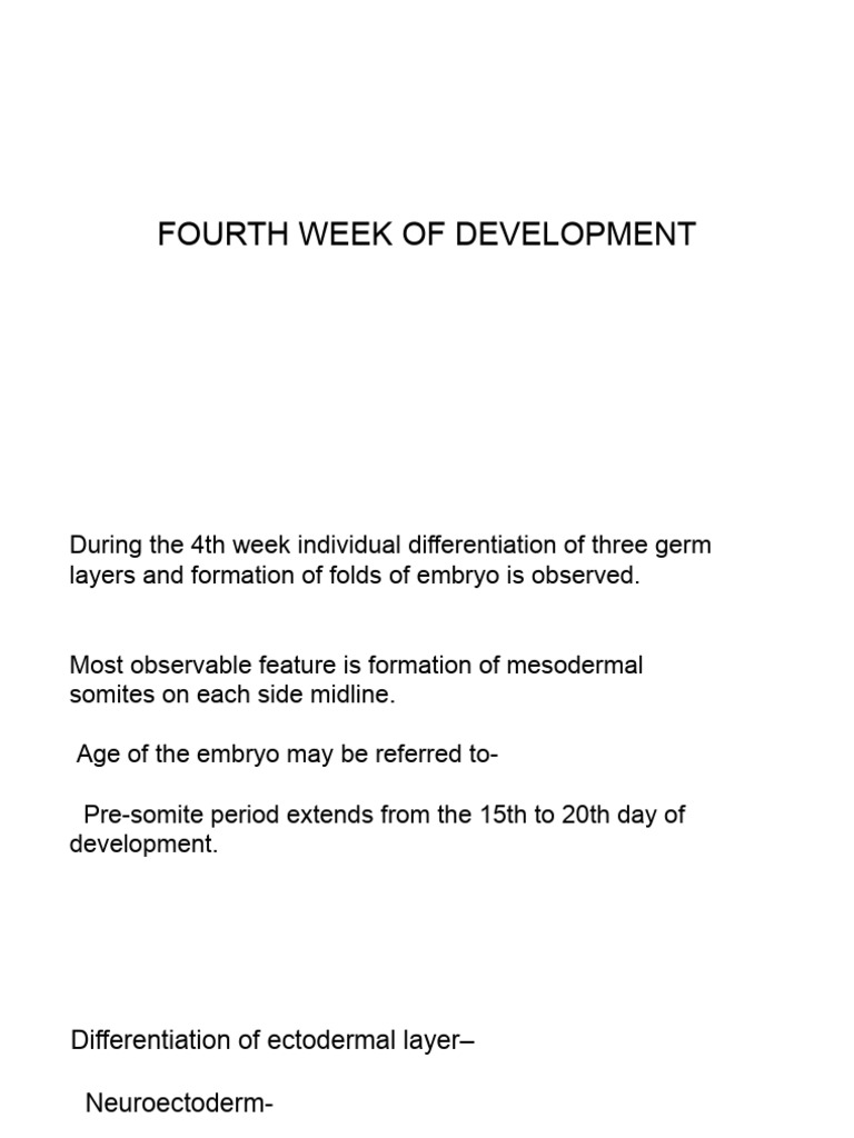 Fourth Week of Development | PDF