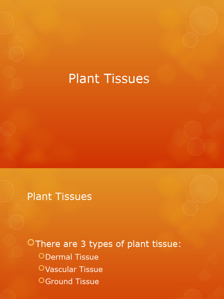 Lesson 16 Plant Tissues | PDF