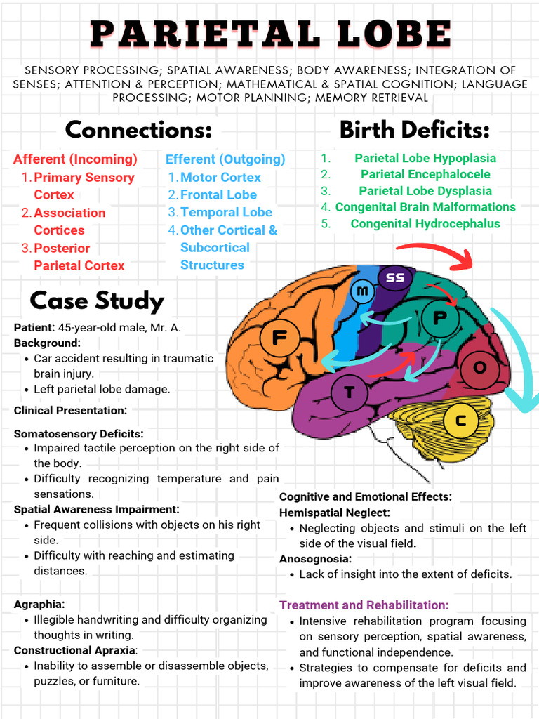 Parietal Lobe | PDF | Parietal Lobe | Cerebral Cortex