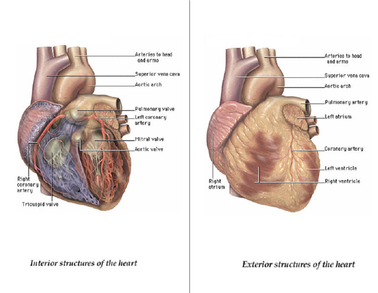 Heart Control Charts 1 | PDF