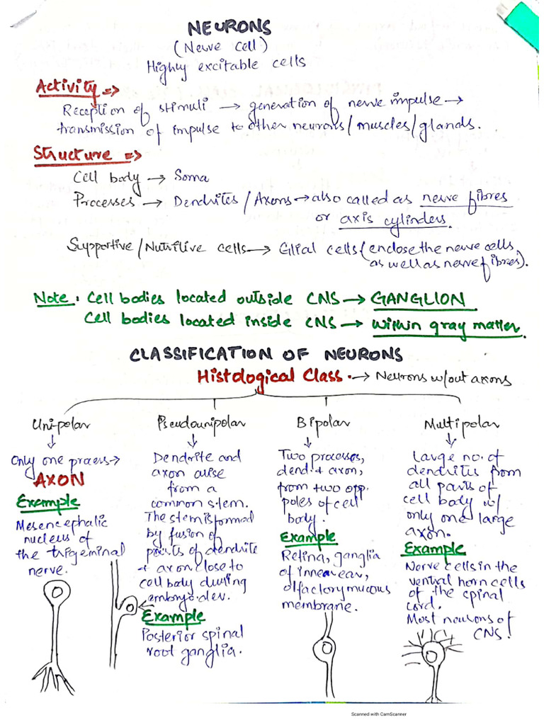 Nerve Physiology Notes | PDF