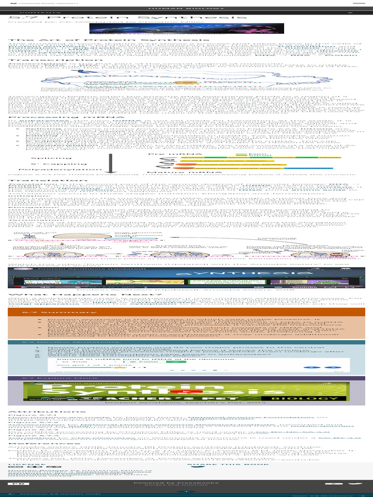5.7 Protein Synthesis - Human Biology | PDF