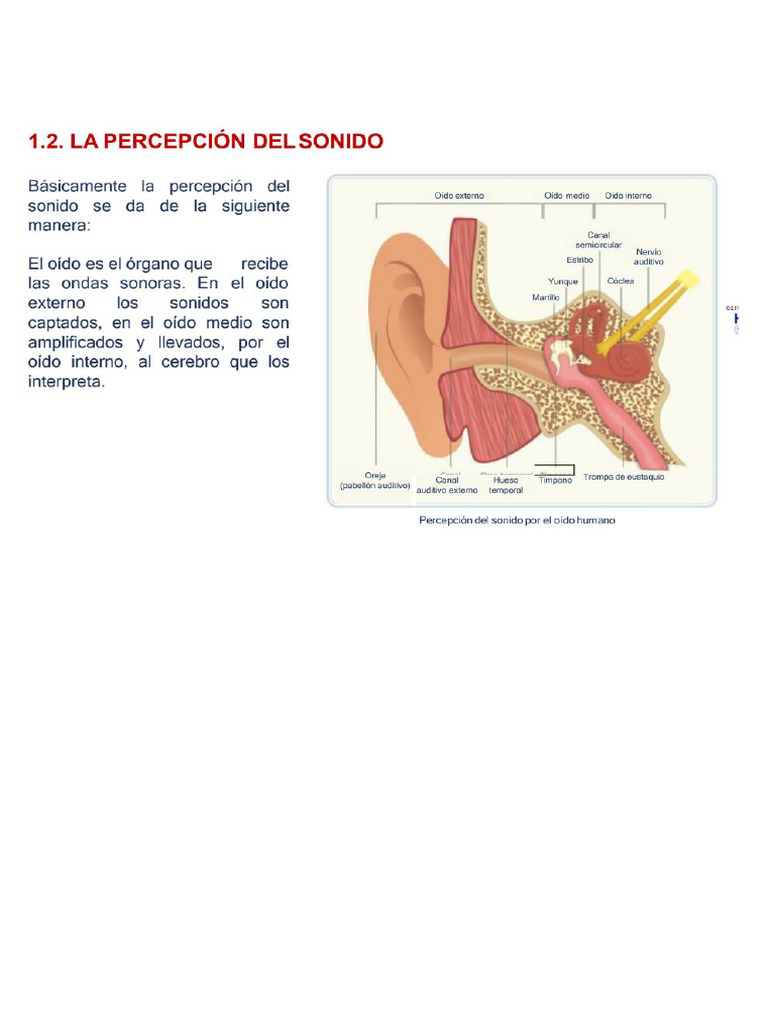 Percepcion Del Sonido | PDF