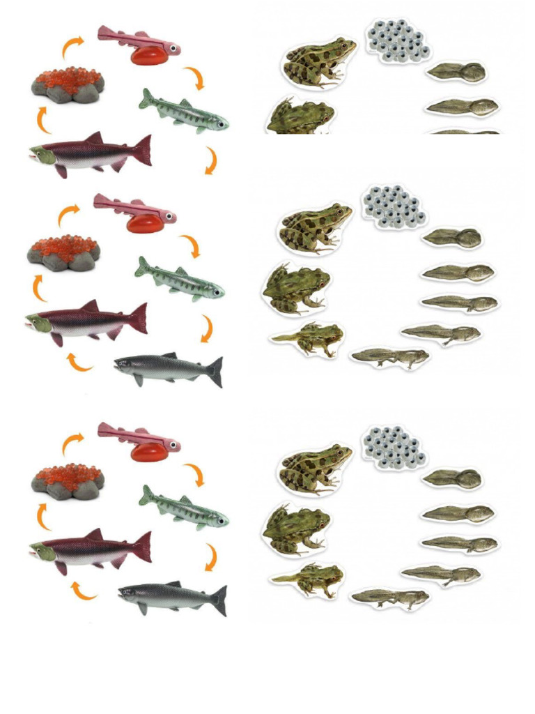 Ciclul de Viata La Pesti Si Amfibieni | PDF