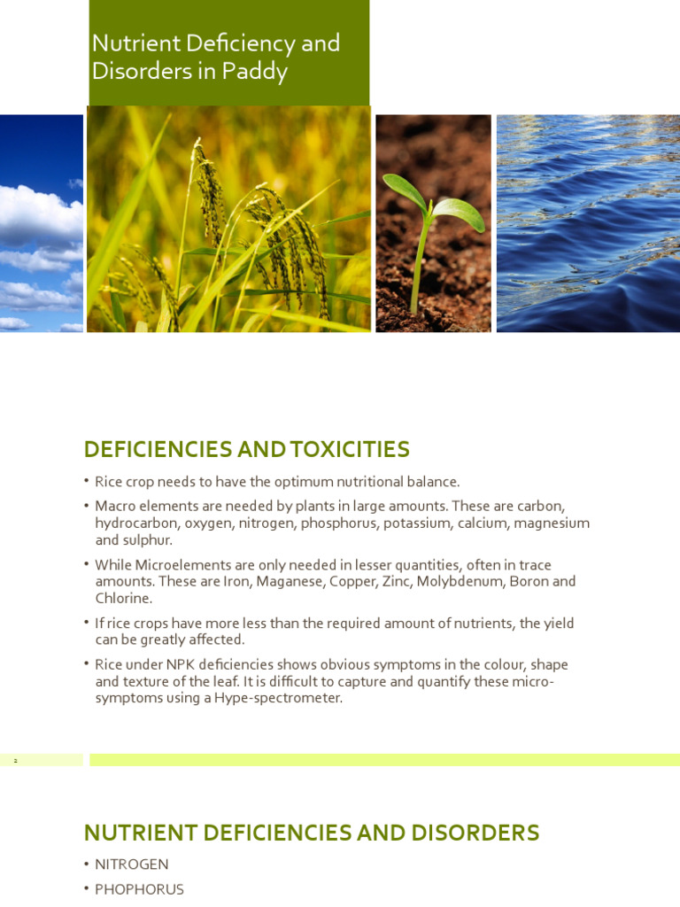 Nutrient Deficiency and Disorders in Paddy. | PDF