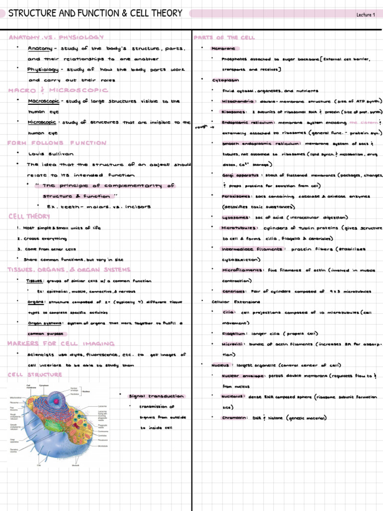 Study Notes - Anatomy | PDF