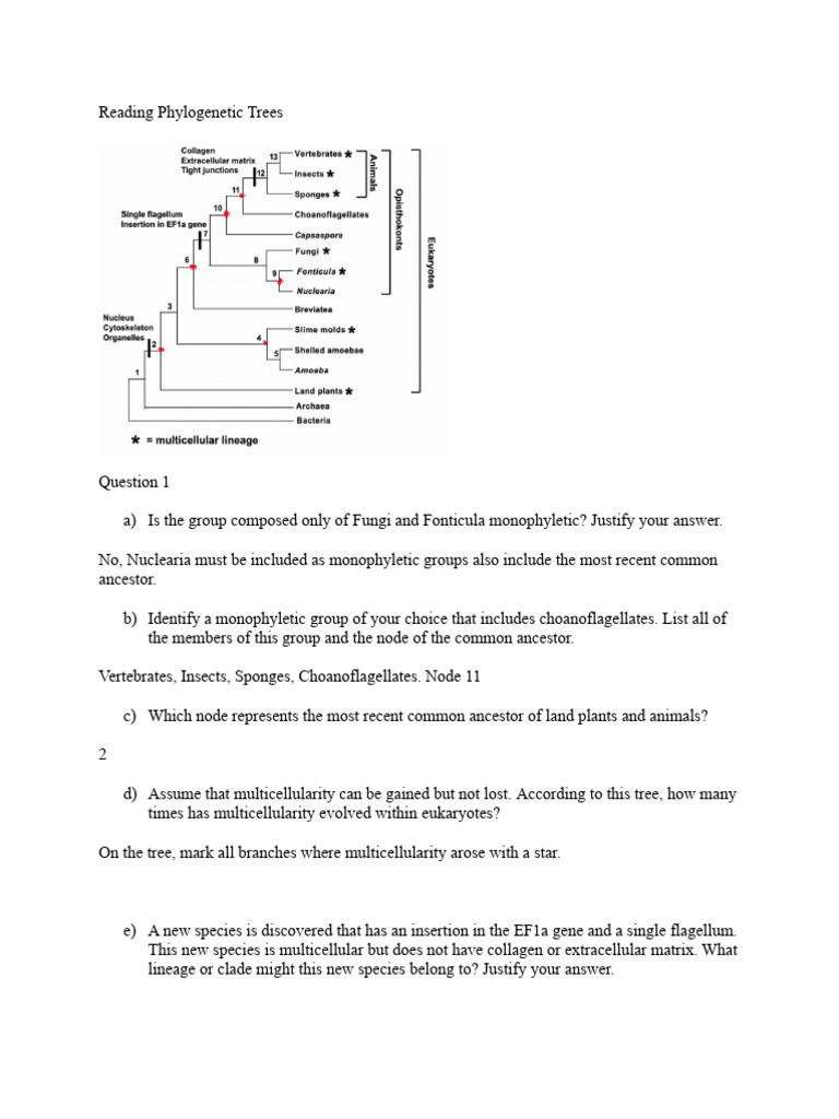 Reading Phylogenetic Trees | PDF
