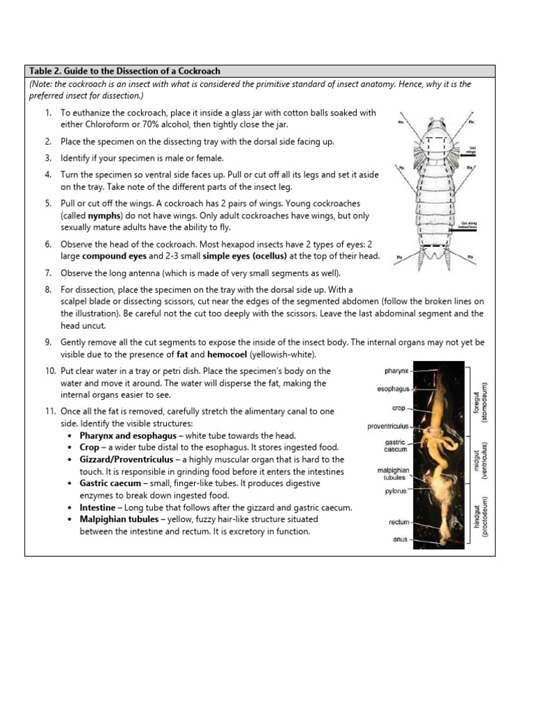 Cockroach Dissection | PDF