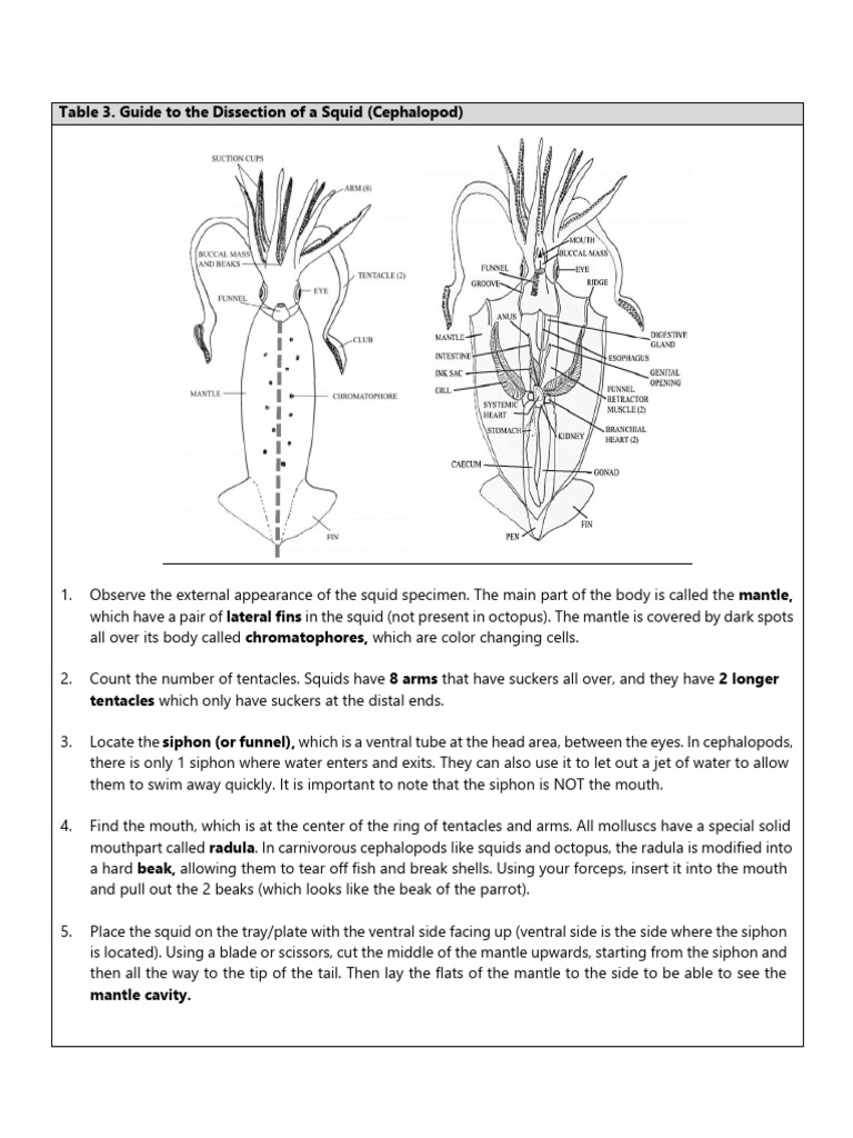 Squid Dissection Guide | PDF