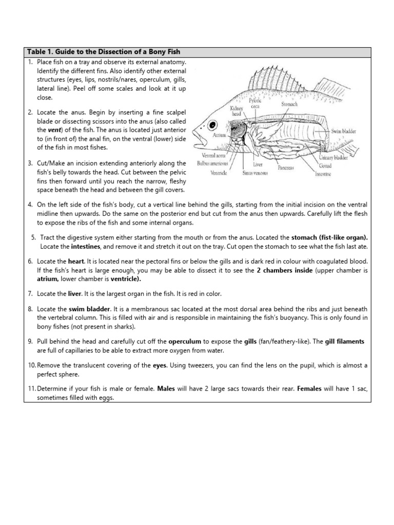 Fish Dissection Guide | PDF | Fish | Gill