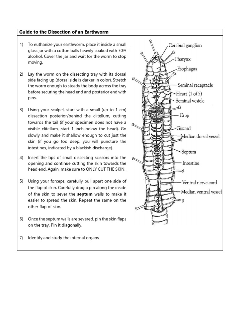 Earthworm Dissection Worksheet Earthworm Worksheets (free!)