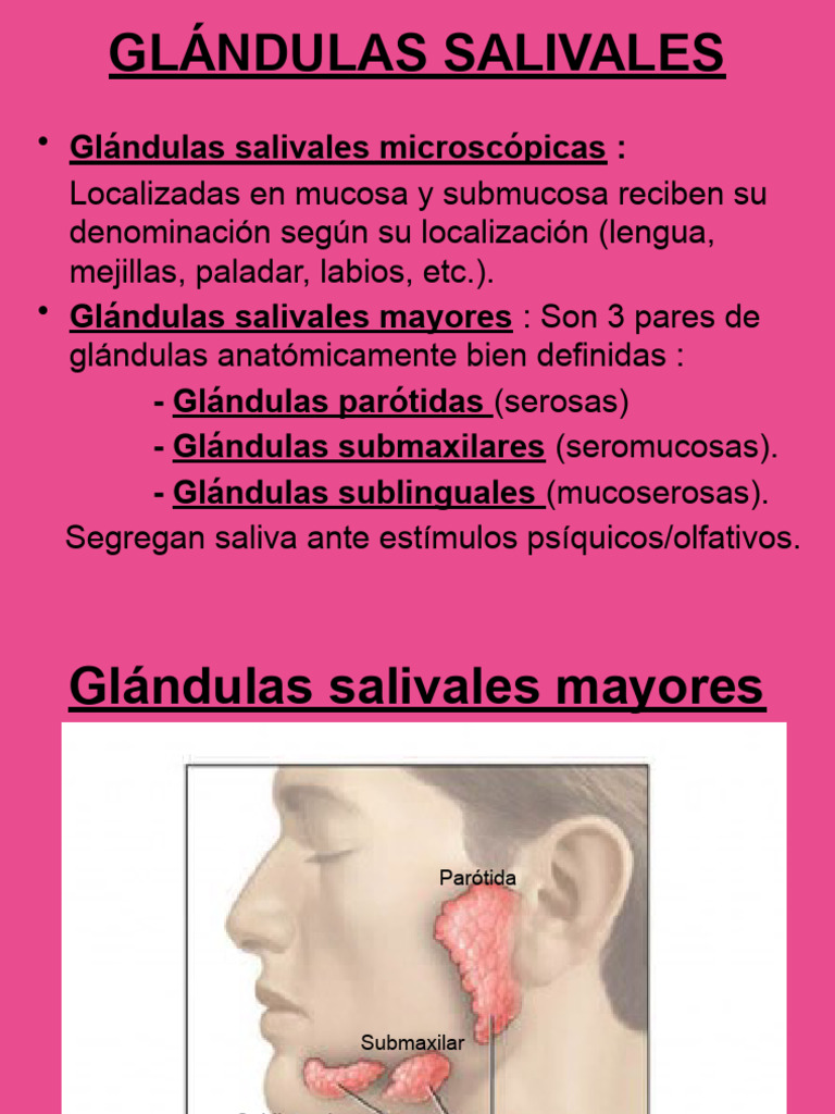 Glándulas Salivales | PDF