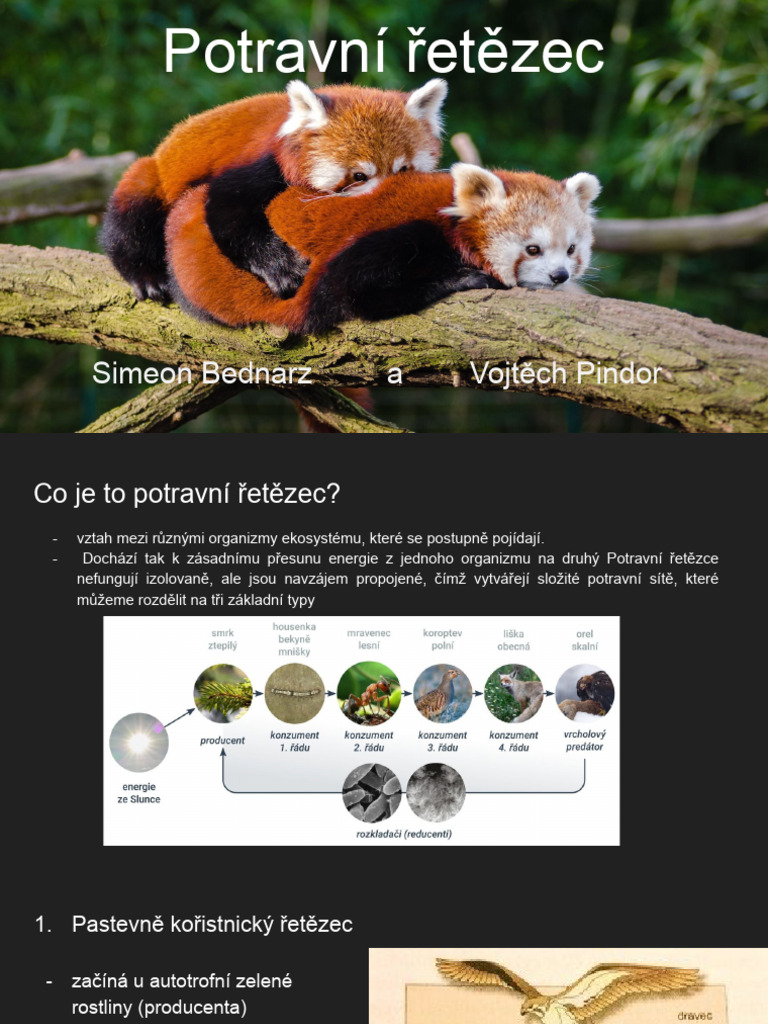 Potravní Řetězec | PDF