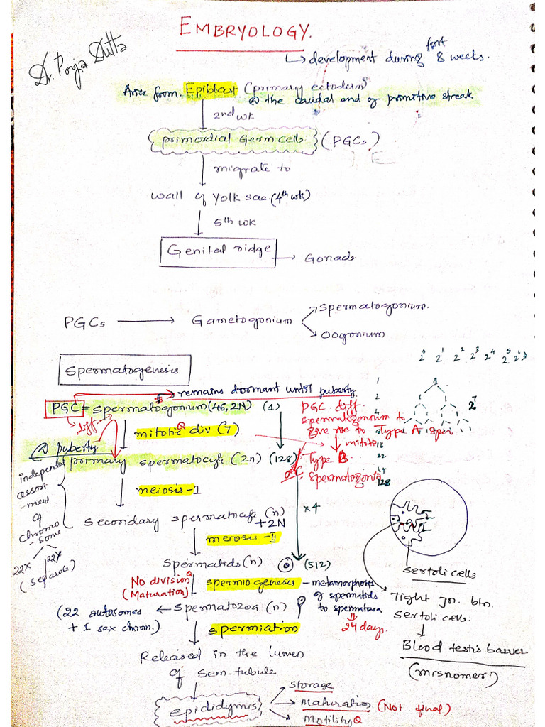 Embryology Notes Ashwani Sir Class | PDF