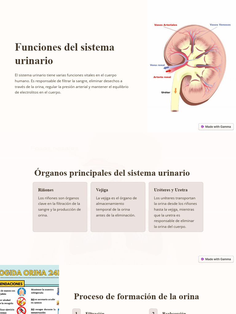 Funciones Del Sistema Urinario | PDF