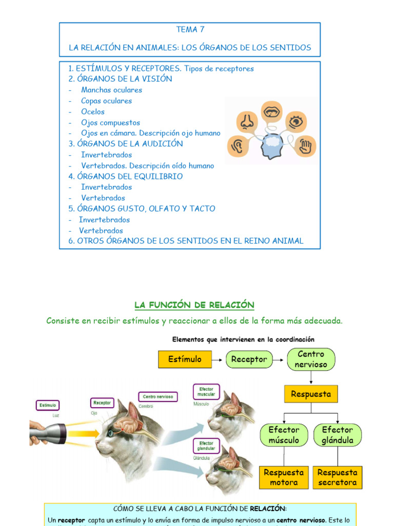 Relaciã On Organos Sentidos Animales | PDF
