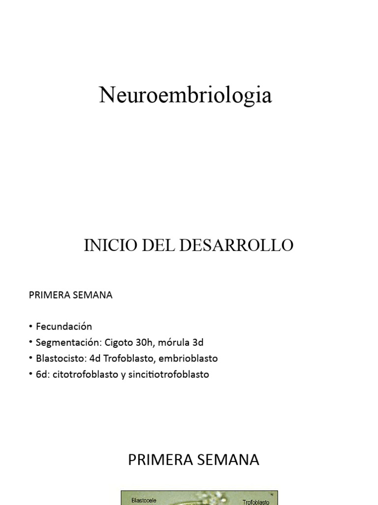 Neuroembriologia Diapositivas | Descargar gratis PDF | Zoología | Anatomía