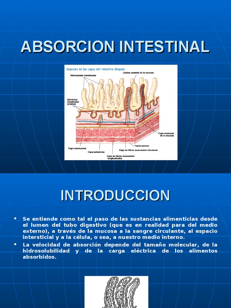 Absorcion Intestinal | Intestino delgado | Digestión