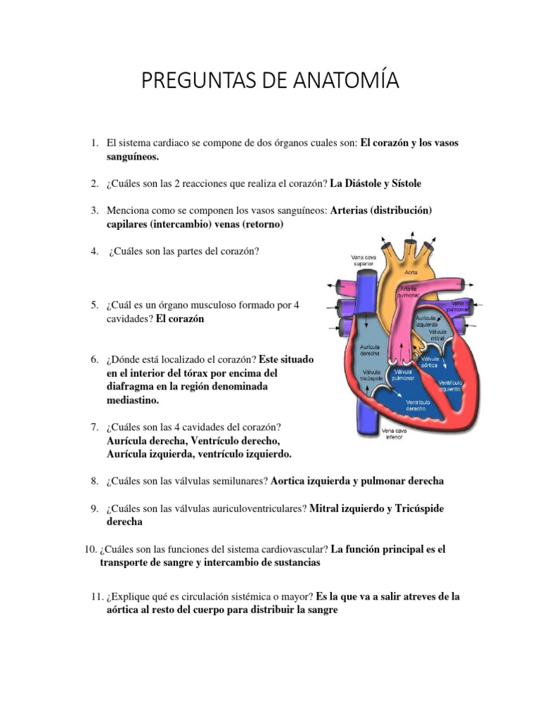 Preguntas de Anatomía | PDF