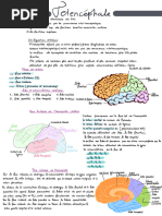 ANATOMIE DU TRACTUS OPTIQUE Zio | PDF | Thalamus | Système nerveux