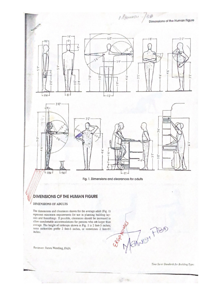 Dimensions of The Human Figure | PDF