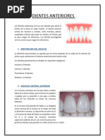 Caras y Anatomía de los Dientes | PDF | Odontología | Anatomia dental