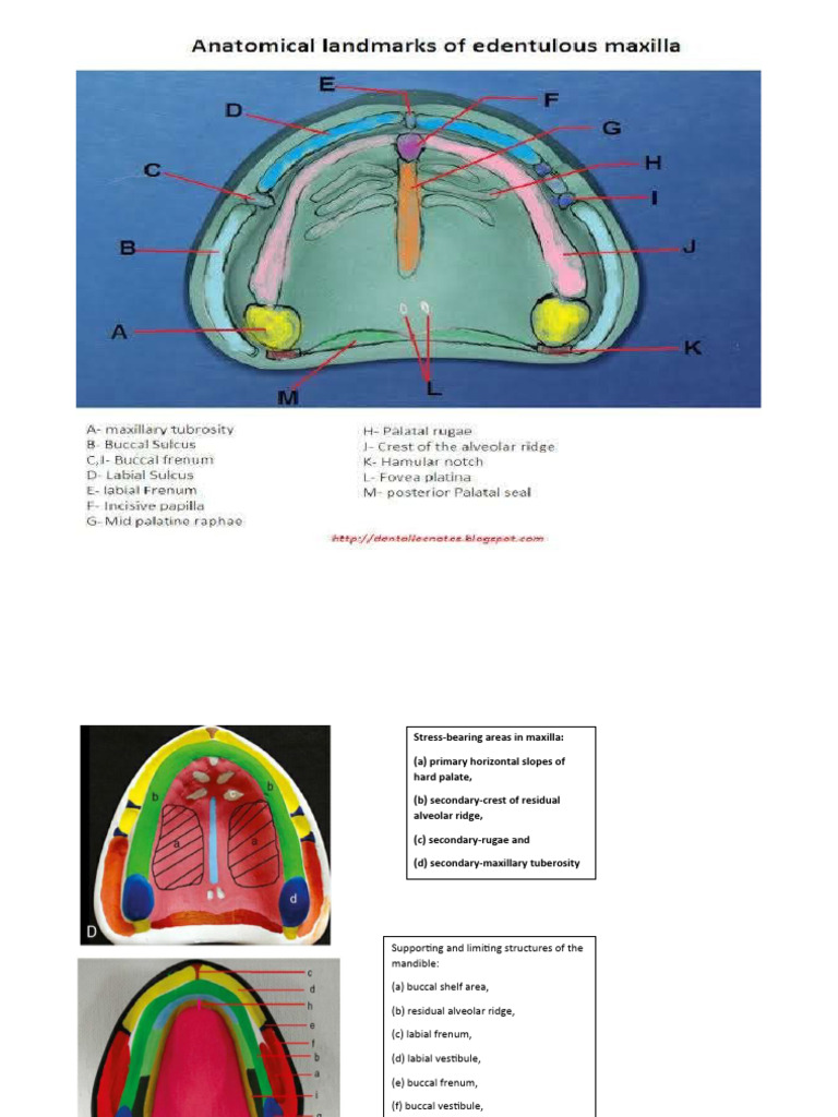 Anatomical Landmark | PDF