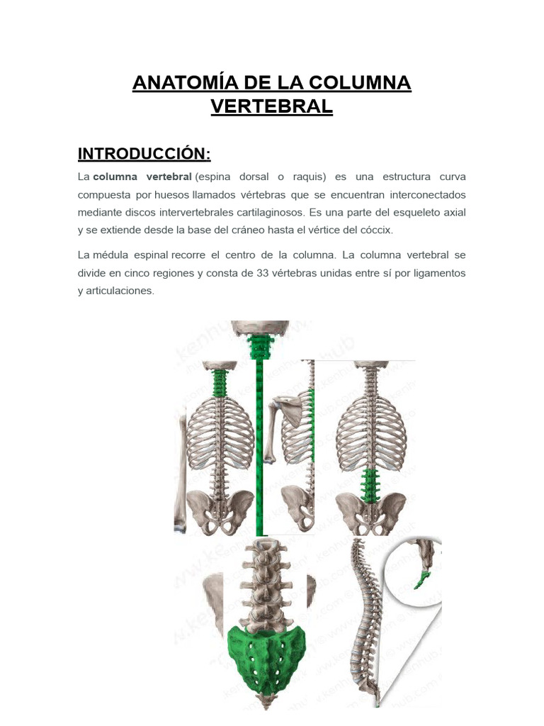 ANATOMÍA DE LA COLUMNA VERTEBRAL Trab Final | PDF