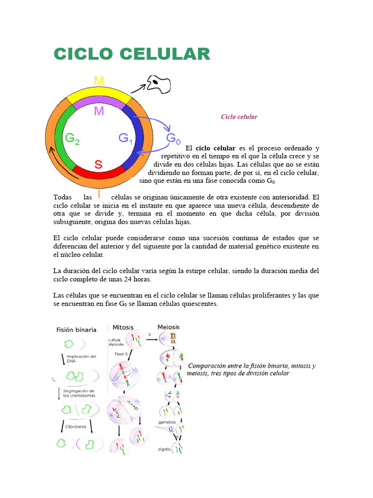 Ciclo Celular | PDF