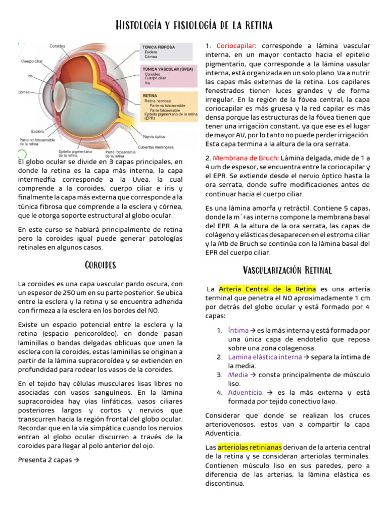 Histología y Fisiología de La Retina | PDF