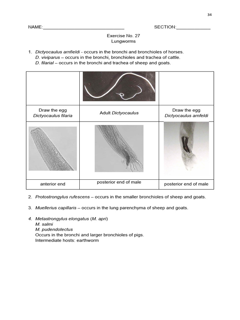 Lungworms in Livestock: Types & Hosts | PDF | Science & Mathematics