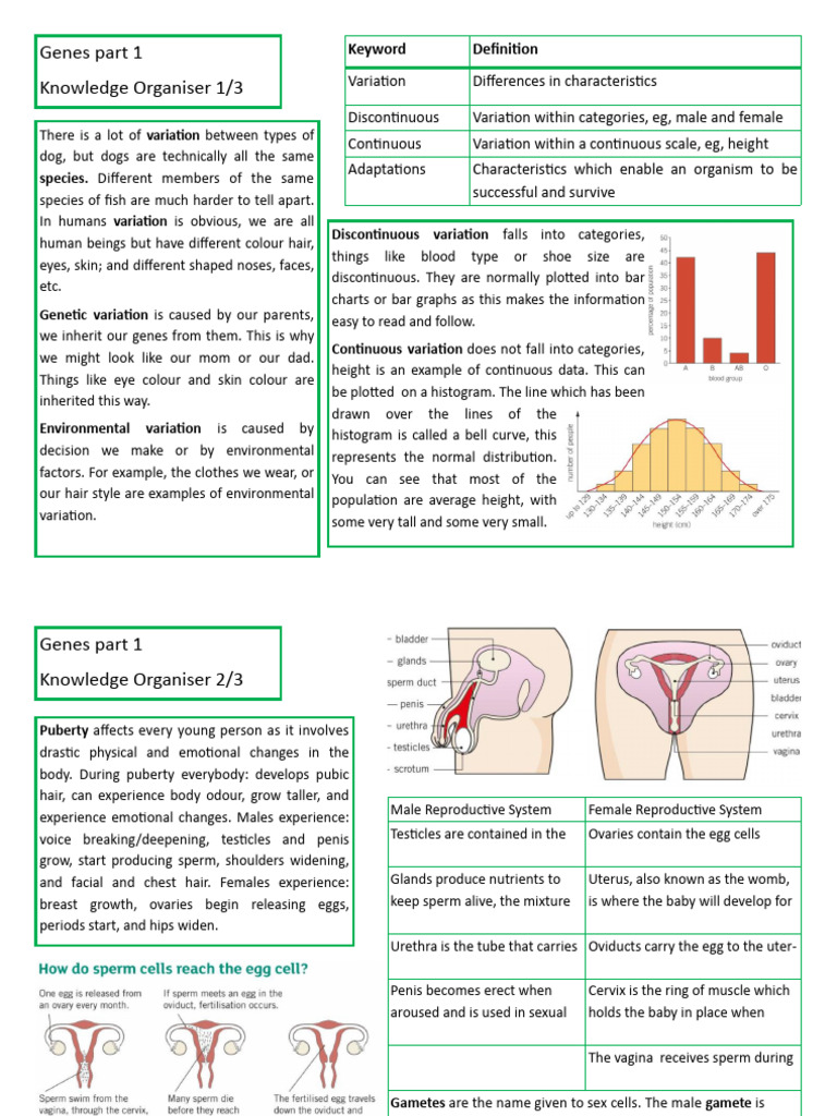 Genes Part 1 Yr7 | PDF