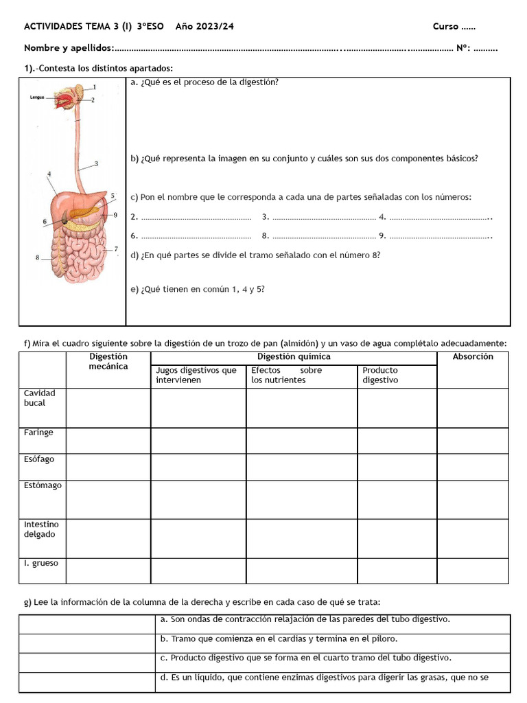 Actividades Tema3 (I) - 2022 | PDF | Digestión | Sistema digestivo humano