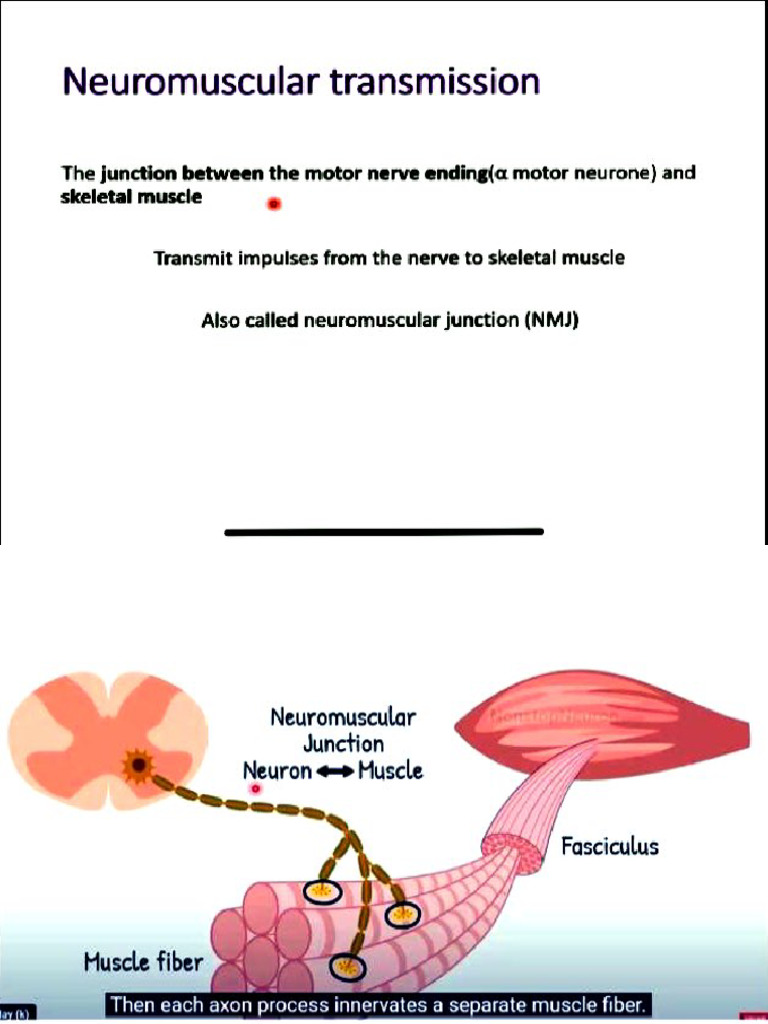 NMJ 1 | PDF | Chemical Synapse | Neuromuscular Junction