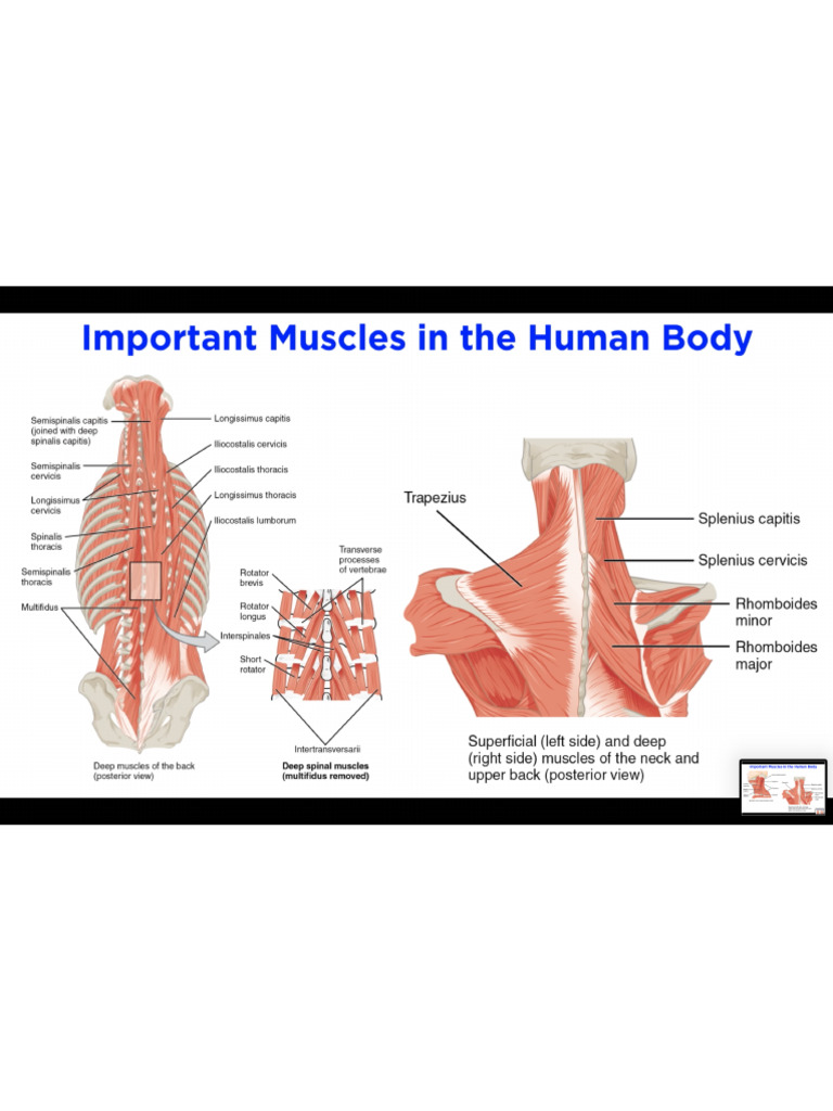 Muscular System | PDF