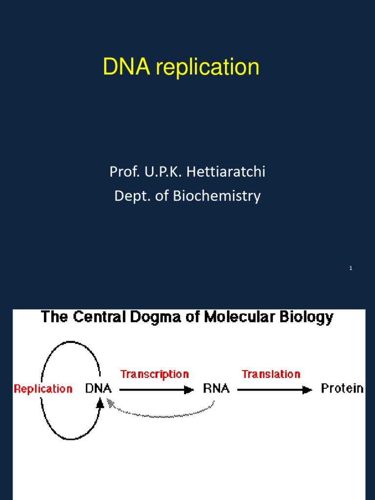 DNA Replication | PDF | Dna Replication | Dna
