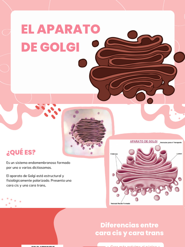 El Aparato de Golgi: Función y Enfermedades | PDF | Estudios de idiomas ...