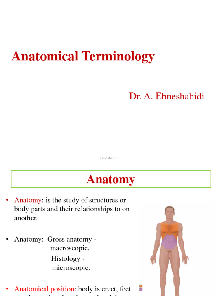 Chap1 - Anatomical Terminology | PDF