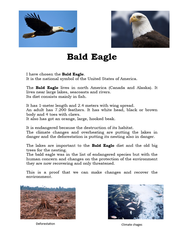 Bald Eagle: America's Endangered Symbol | PDF | Home & Garden