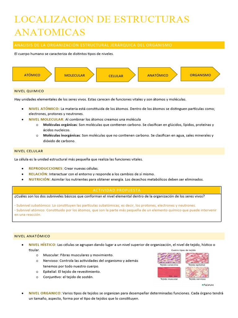 Localización de Estructuras Anatómicas | PDF | Autosuperación | Ciencia y matemática