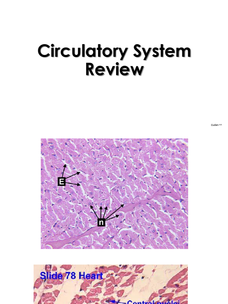 Circulatory System Review | PDF | Epithelium | Artery