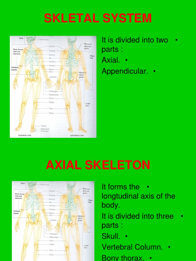 Skletal System: - It Is Divided Into Two Parts: - Axial. - Appendicular ...
